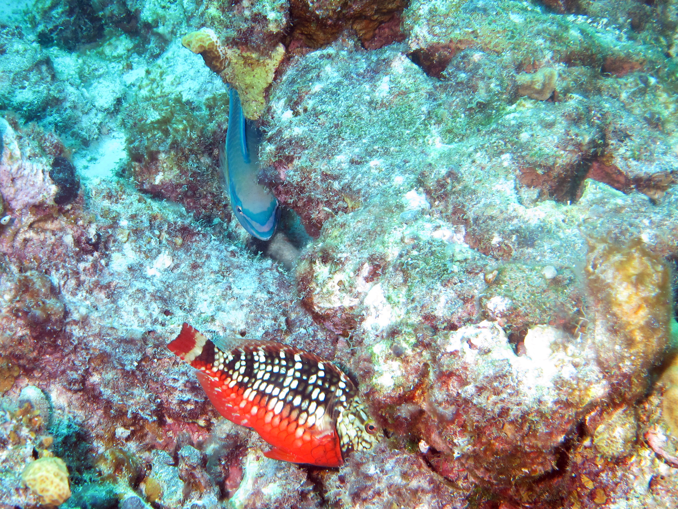 MOOIJ DUIKT @ PLAYA PORTI MARIE, CURAÇAO | Mooij Duikt!